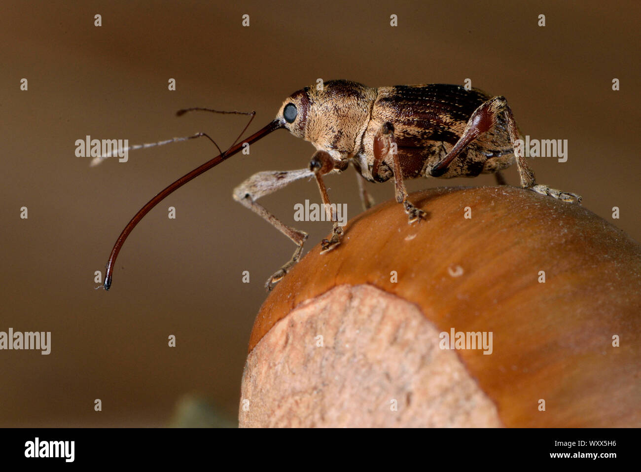 Hazelnut Weevil (Curculio nucum) Imago on a hazelnut, Parasite of ...