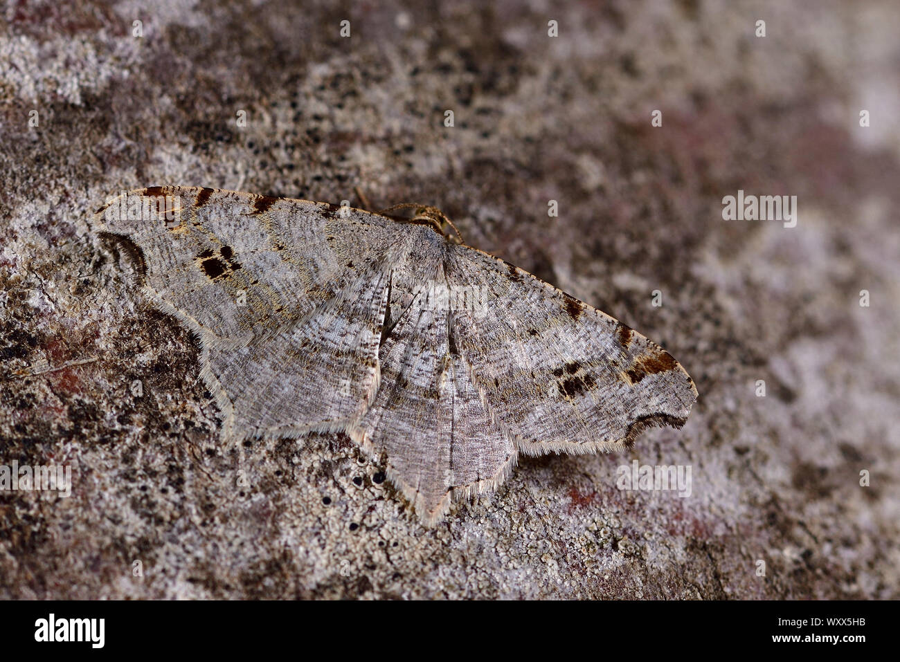 Sharp-angled peacock (Macaria alternata) on bark, france Stock Photo ...