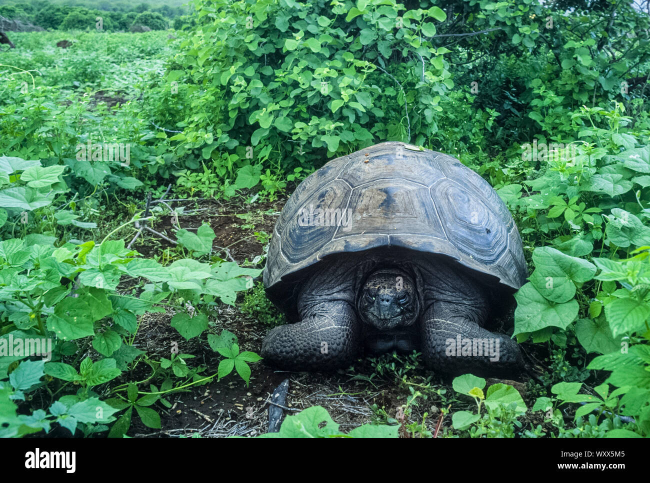 Isabela Island Giant Tortoise (Chelonoidis vicina), Isabela, Galapagos ...