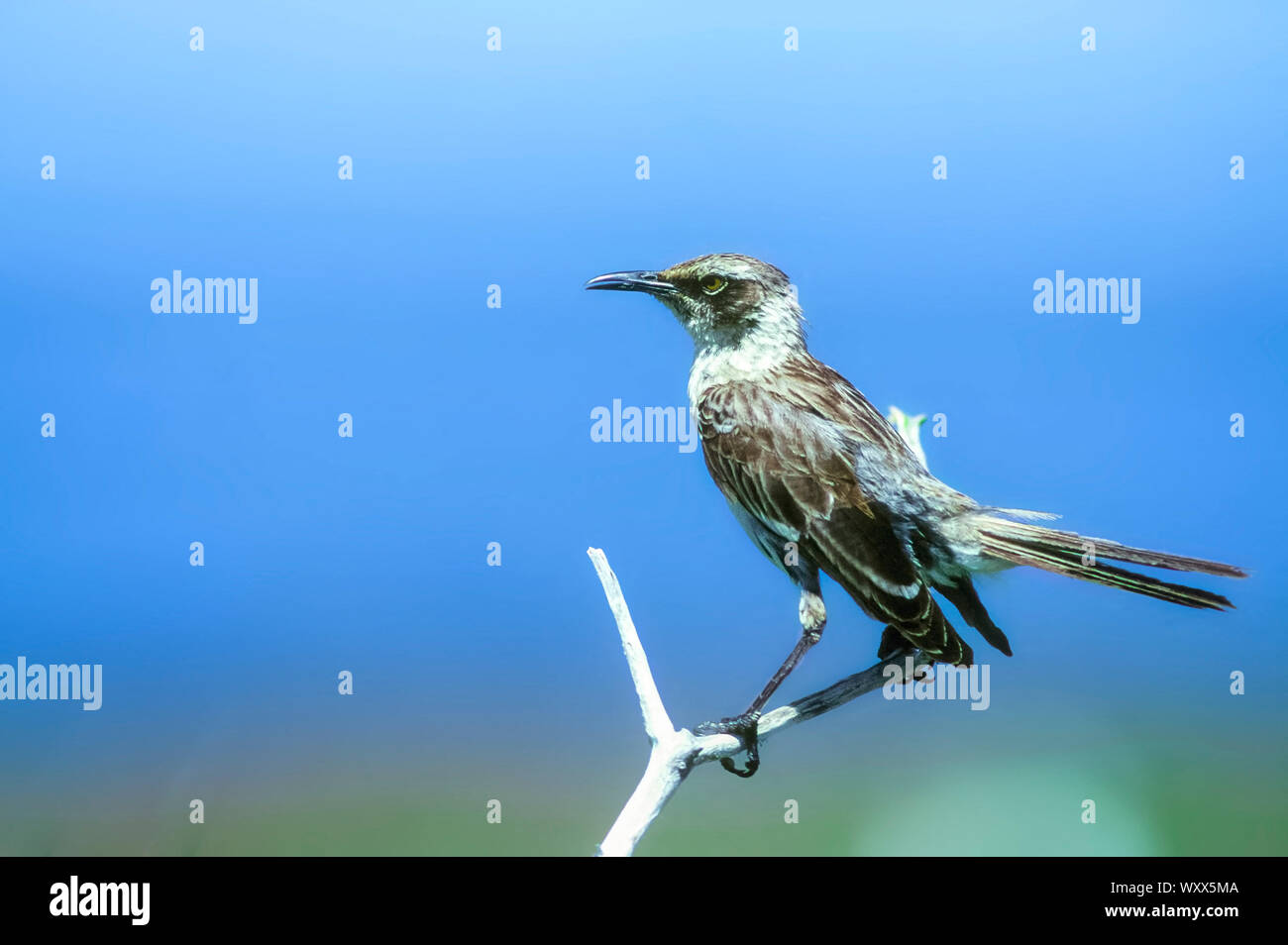 Floreana mockingbird galapagos hi-res stock photography and images - Alamy