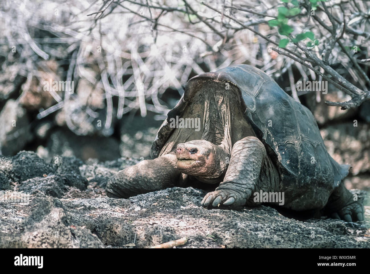Giant chelonoidis abingdoni tortoise hi-res stock photography and ...