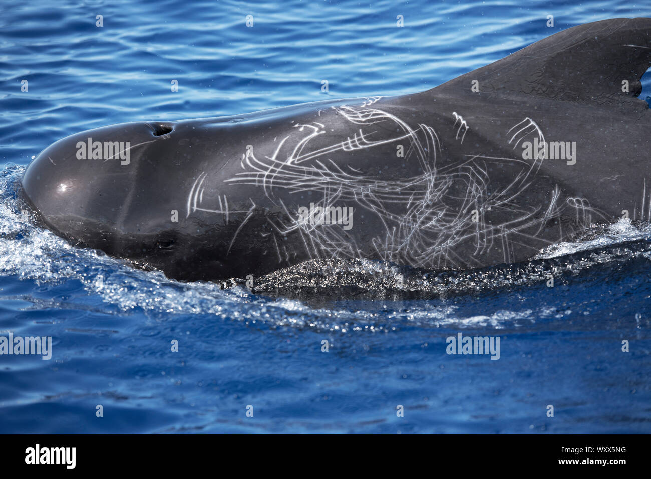 Calderon tropical hi-res stock photography and images - Alamy