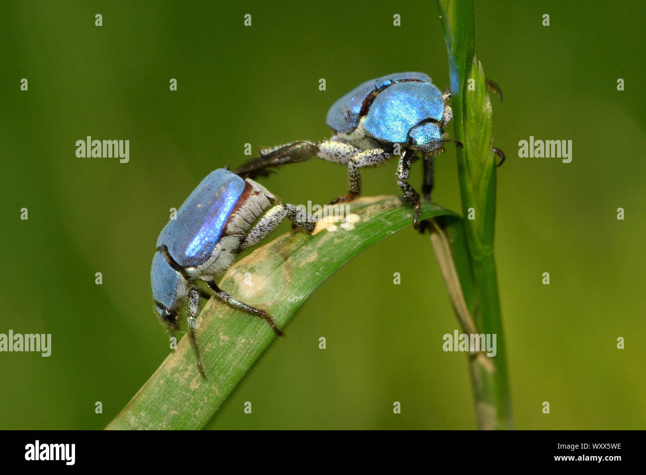 Scarab beetle (Hoplia coerulea) males fighting with hind legs, wet ...