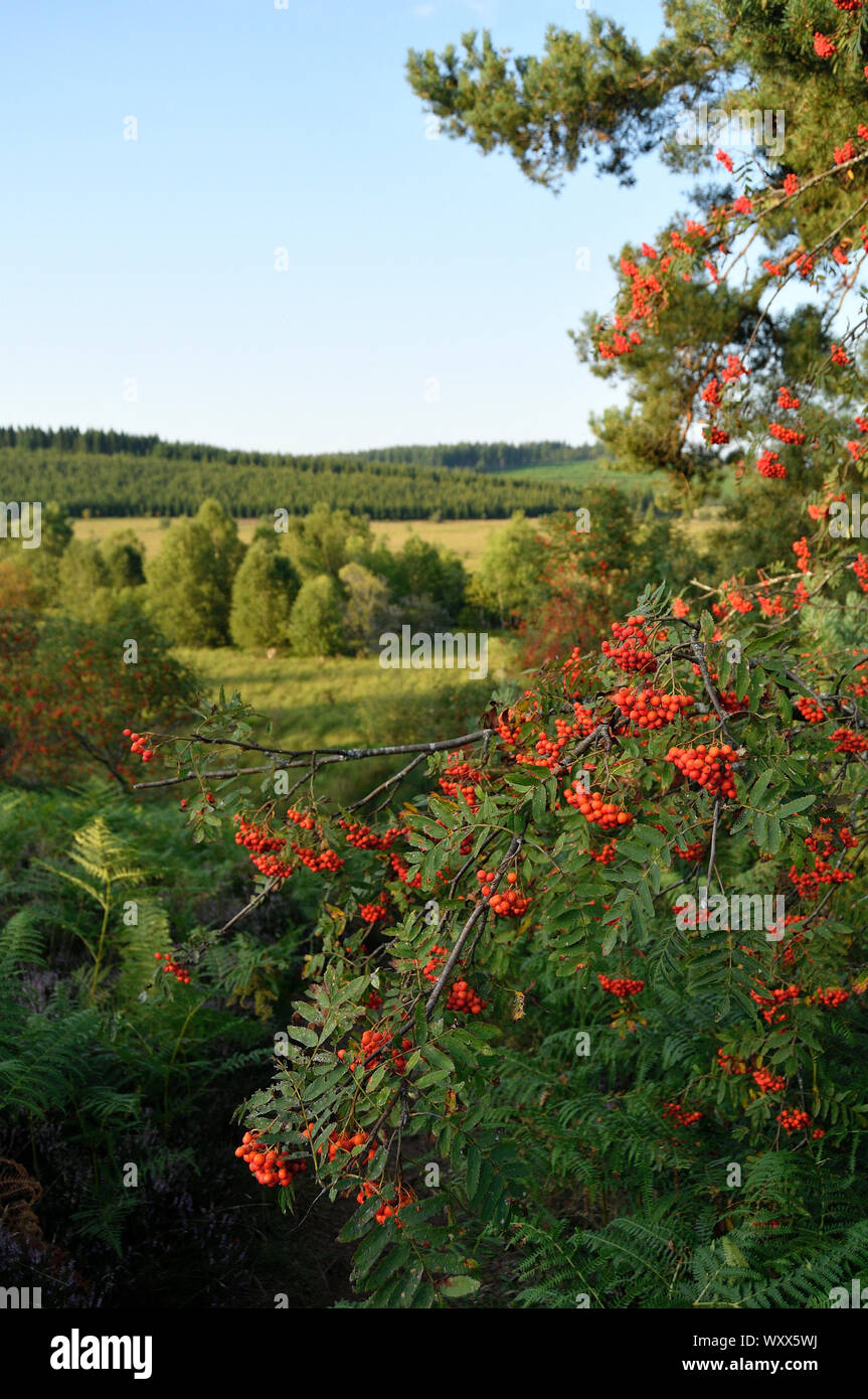 European mountain ash (Sorbus aucuparia) in fruiting, Millevaches ...
