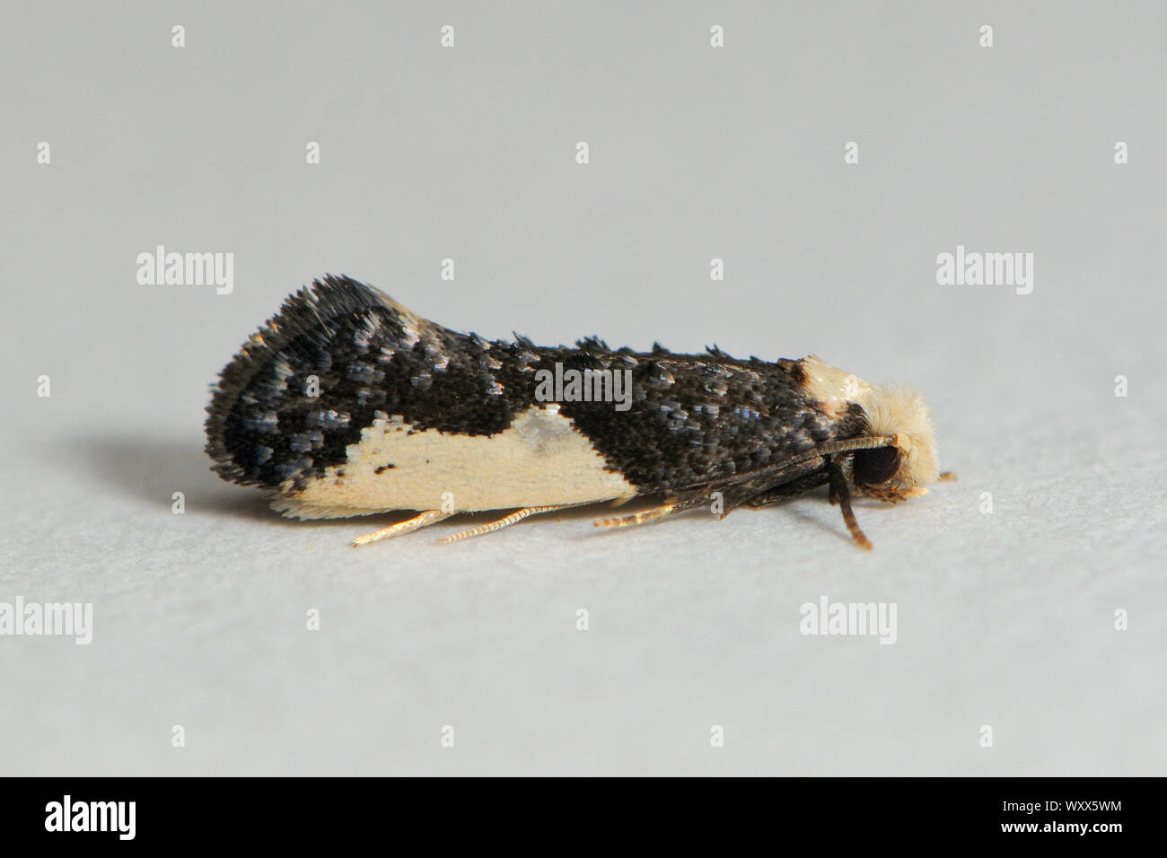 White-blotched Clothes Moth (Monopis monachella) imago, wet cellars ...