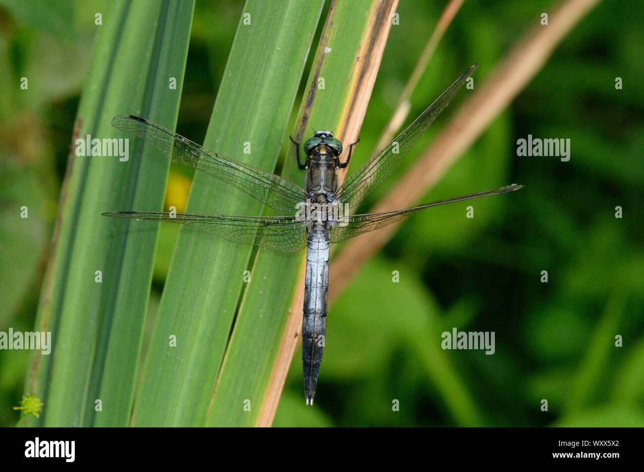 Common skimmer hi-res stock photography and images - Alamy