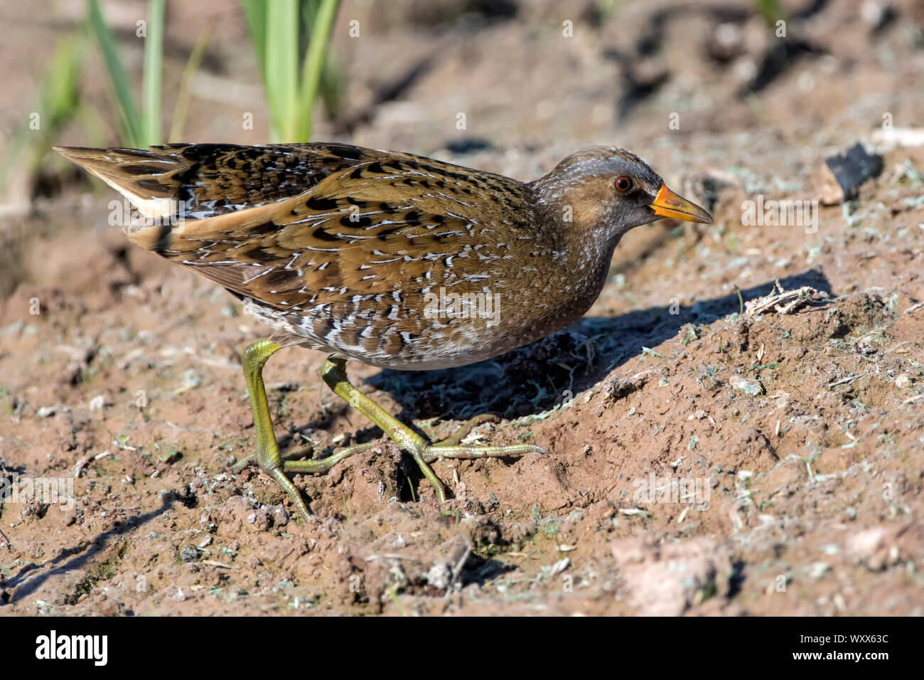 Spotted Crake (Porzana porzana), On a mudflat looking for food in the ...