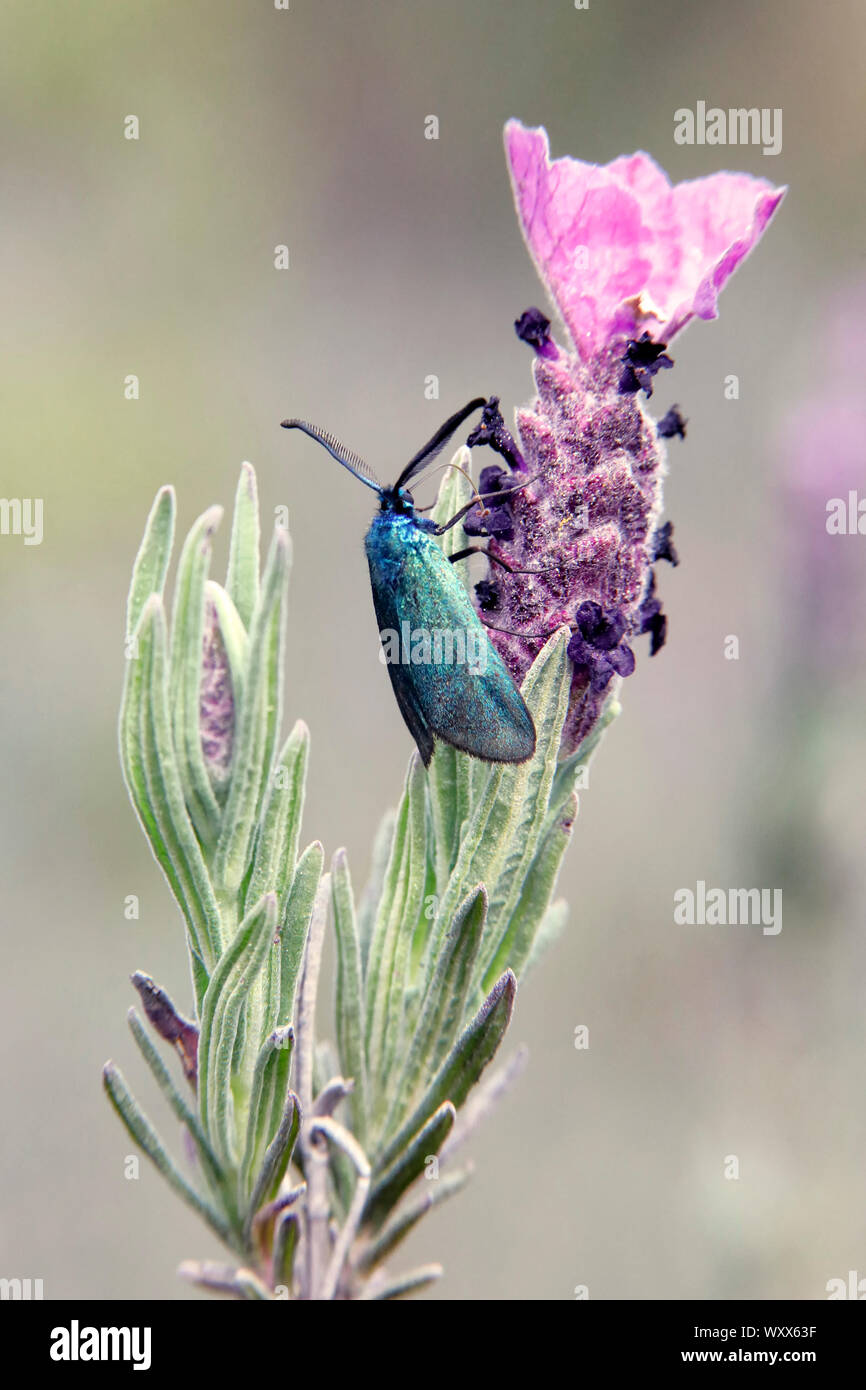 Scarce forester (Jordanita globulariae) Male foraging a french lavender ...
