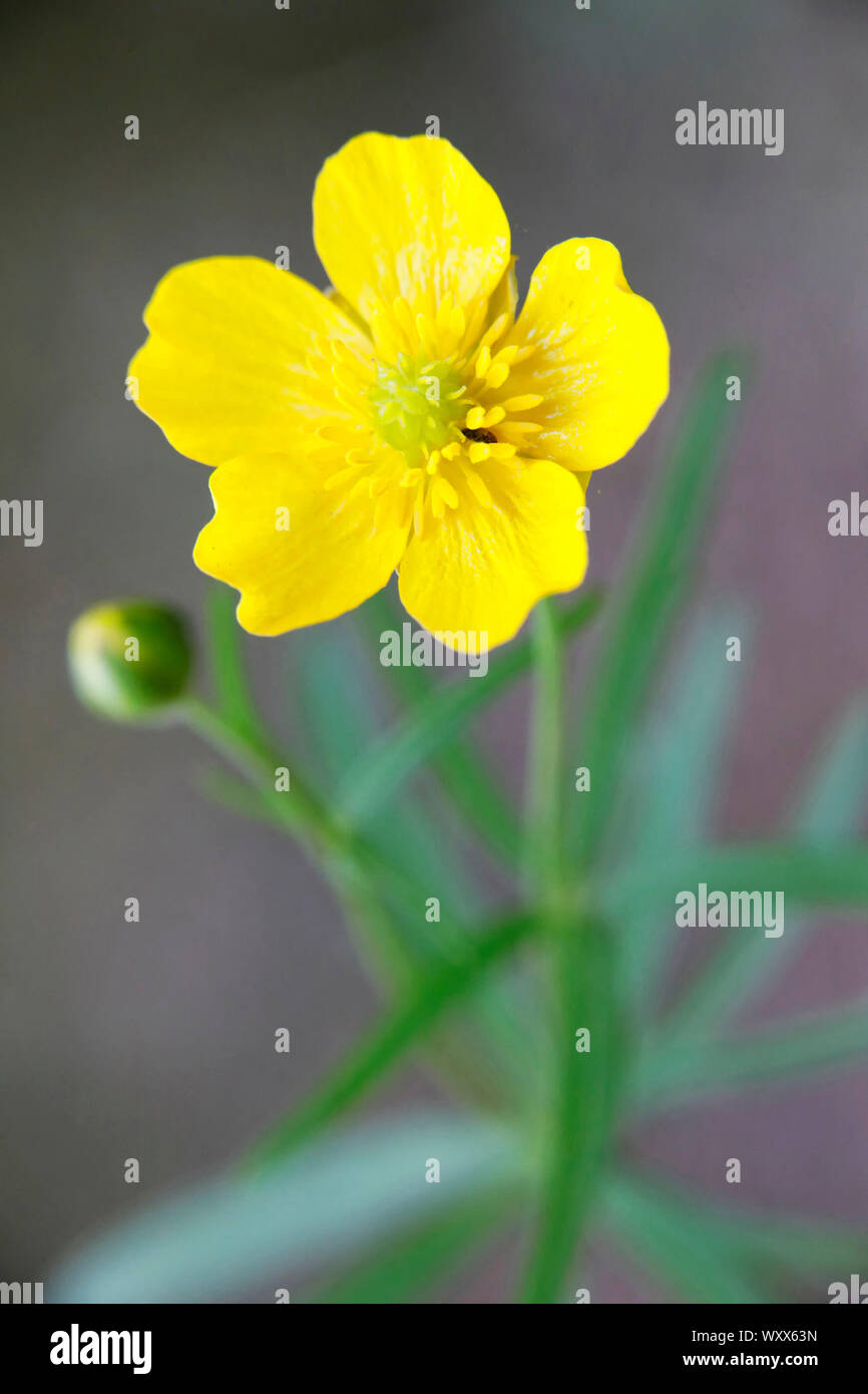 Yellow Wood Anemone (Anemone ranunculoides), Detail of a spring flower ...