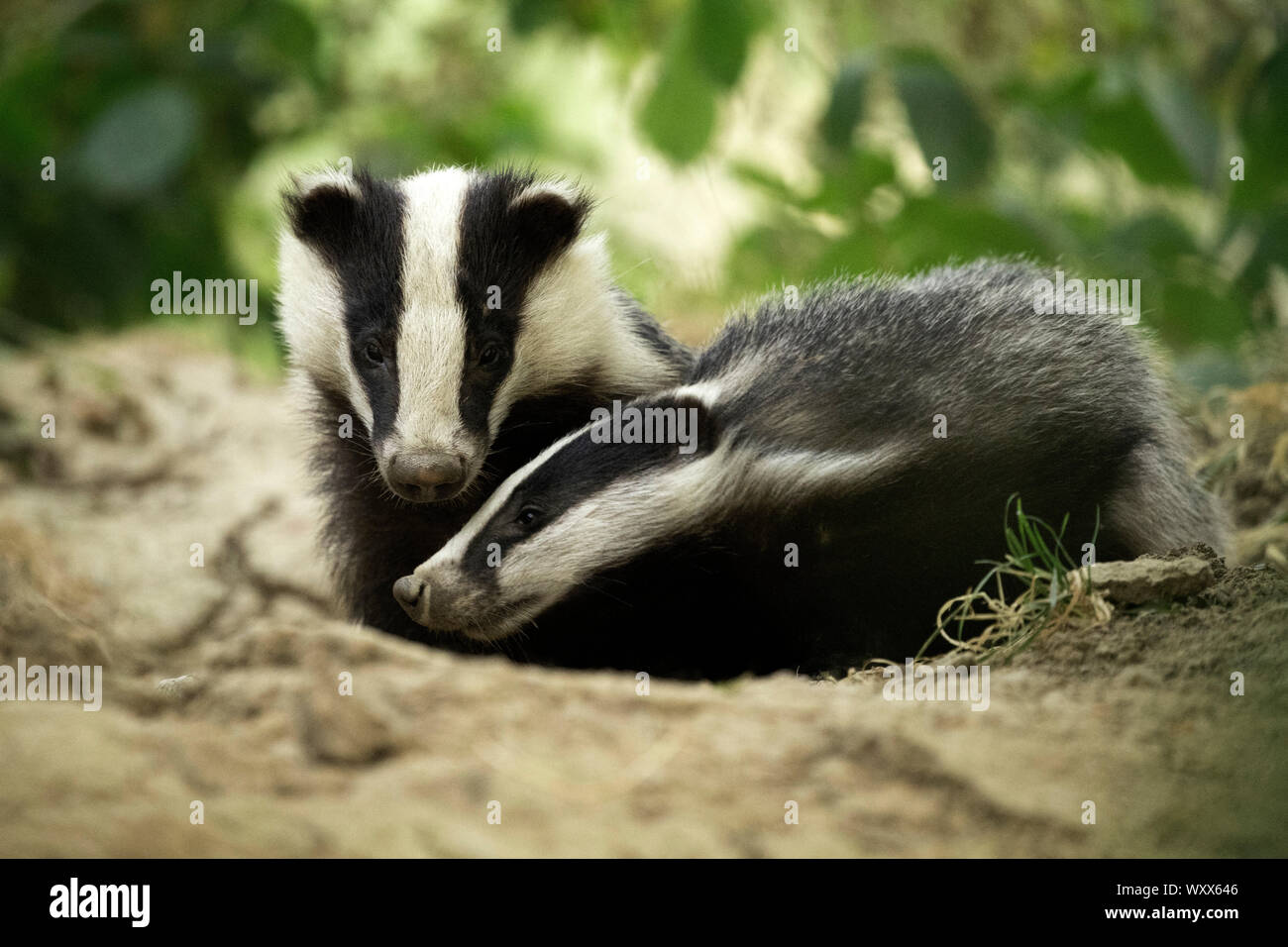 Eurasian Badger (Meles meles) sow and her cub interacts as they emerge ...
