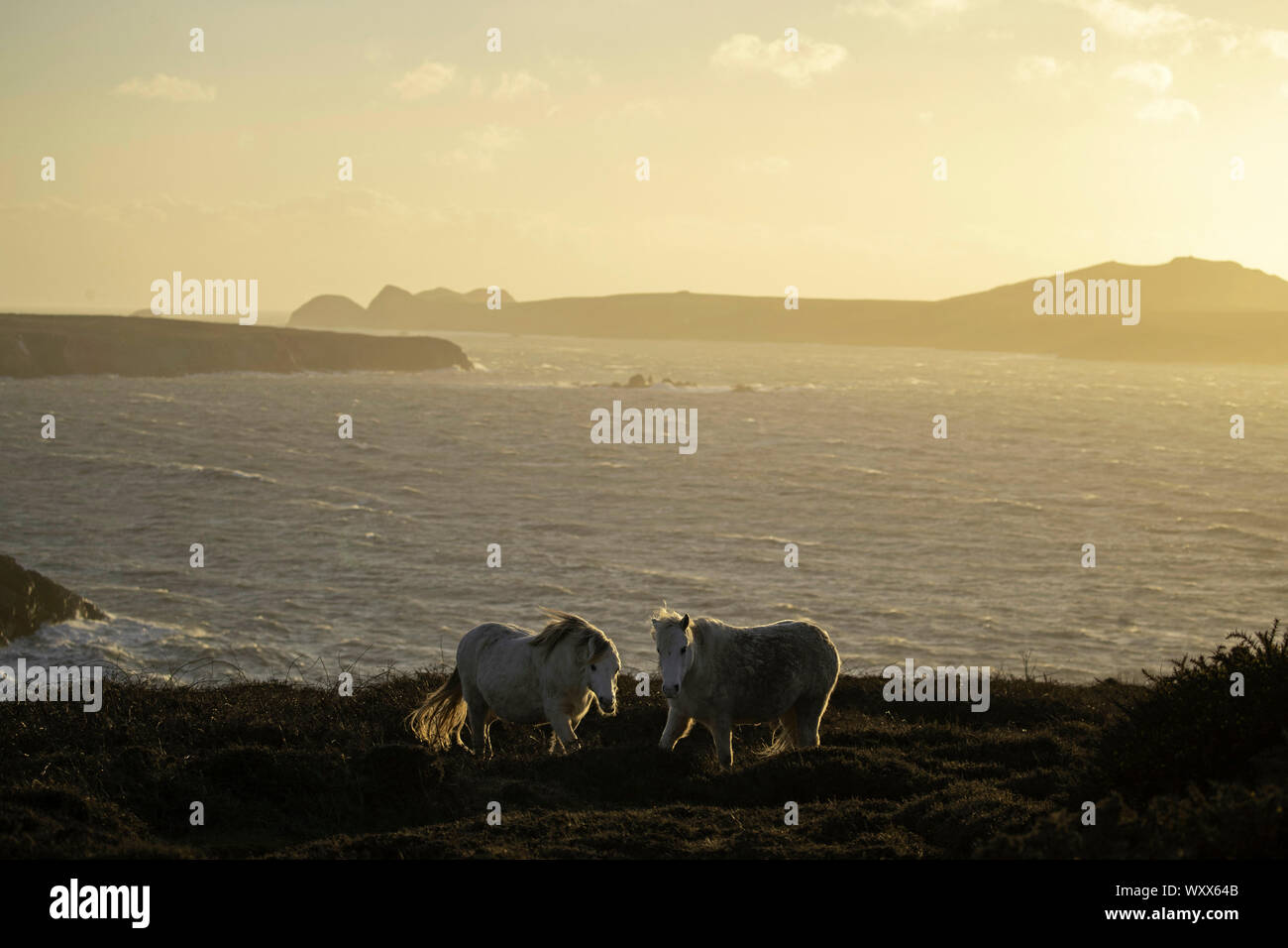 Welsh Mountain Ponies High Resolution Stock Photography and Images - Alamy