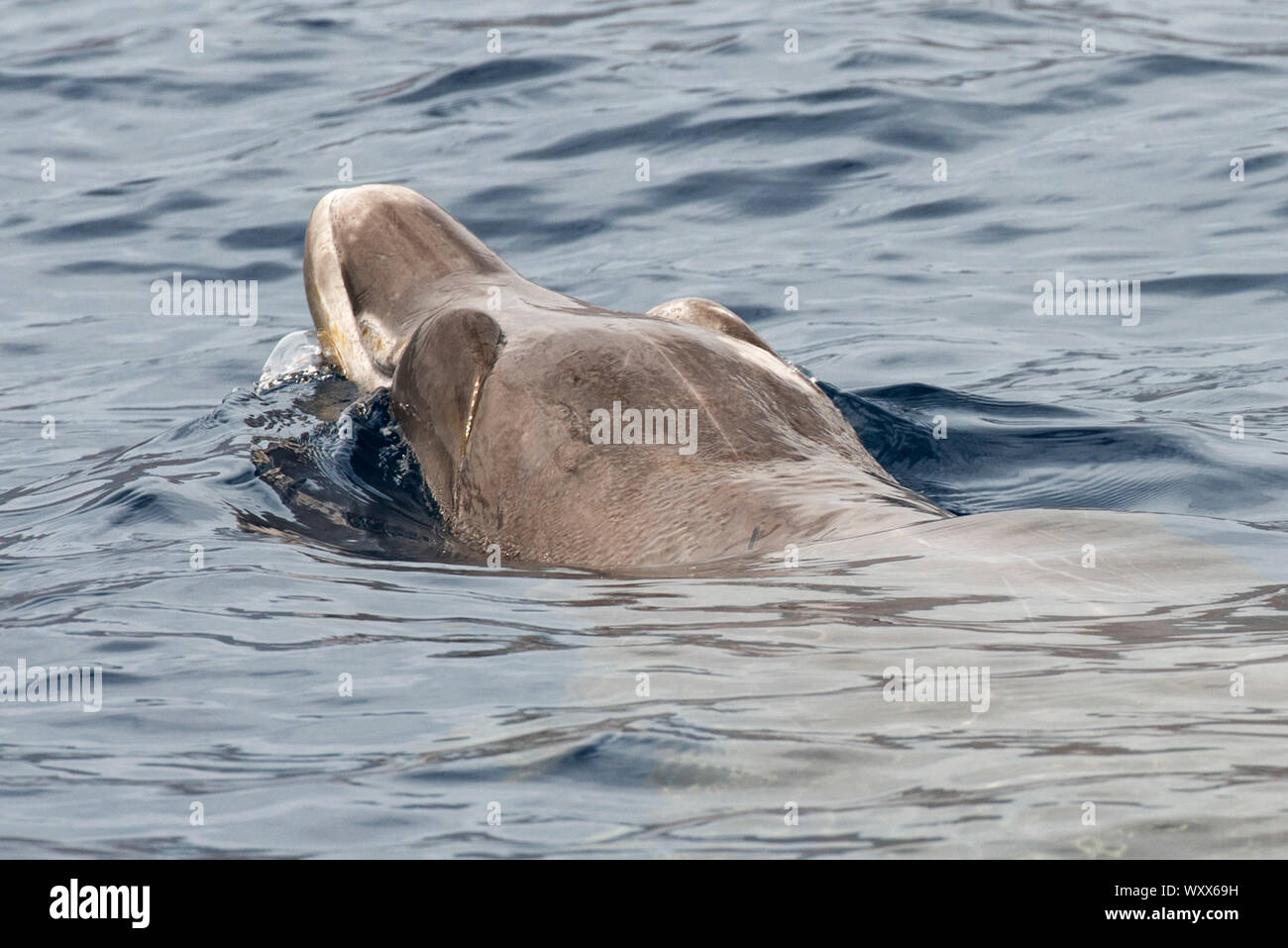 Blainville Beaked Whale