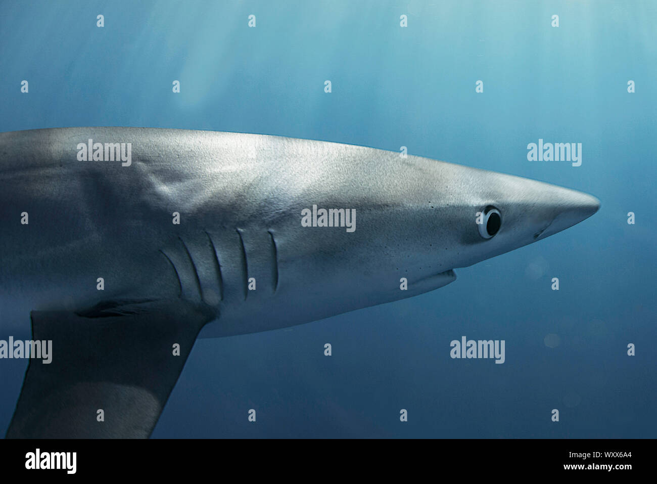 Blue shark (Prionace glauca). North Atlantic Ocean, Canary Islands ...
