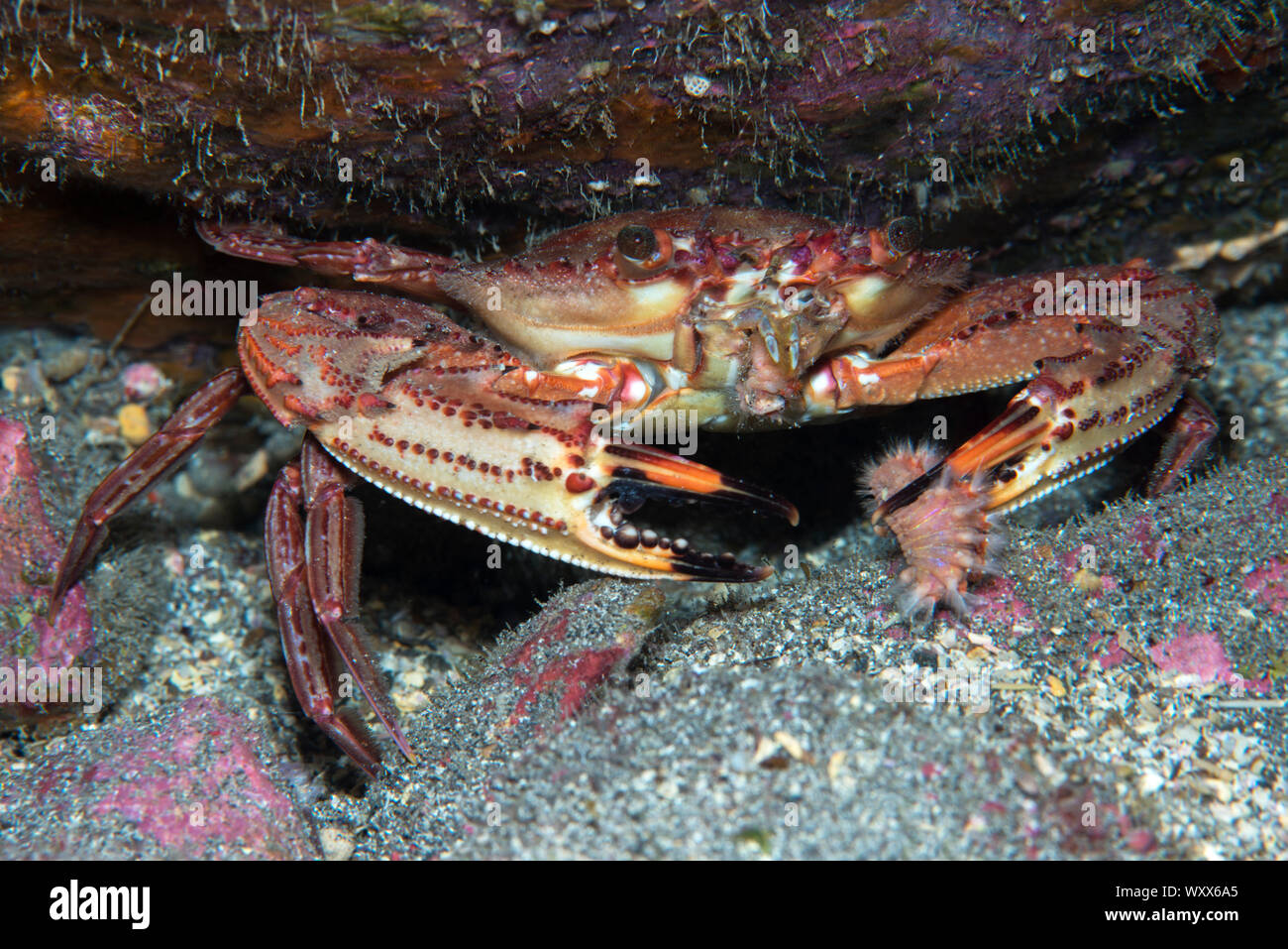 Swimming crab (Cronius ruber). Newly cited species in the Canary ...