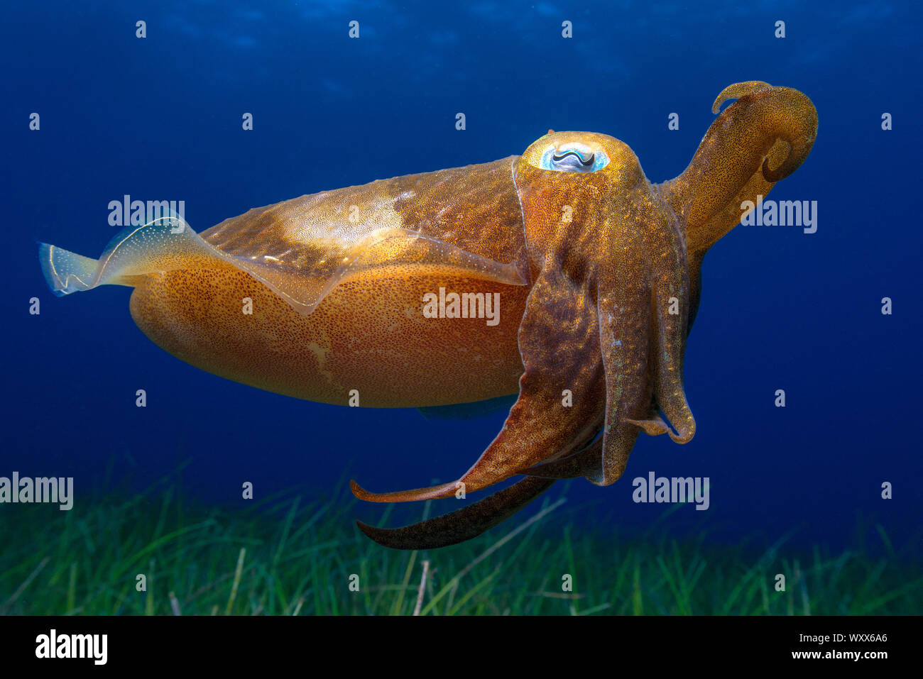 Marine herbarium hi-res stock photography and images - Alamy