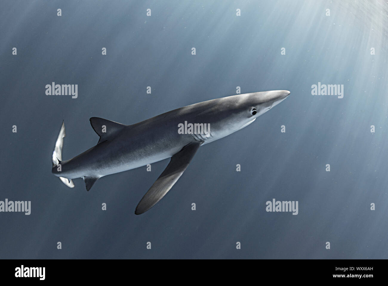 Blue shark (Prionace glauca). North Atlantic Ocean, Canary Islands ...