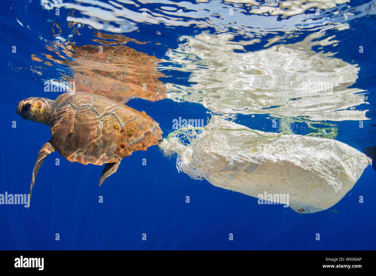 Loggerhead turtle (Caretta caretta). Exemplary entangled with a bag ...