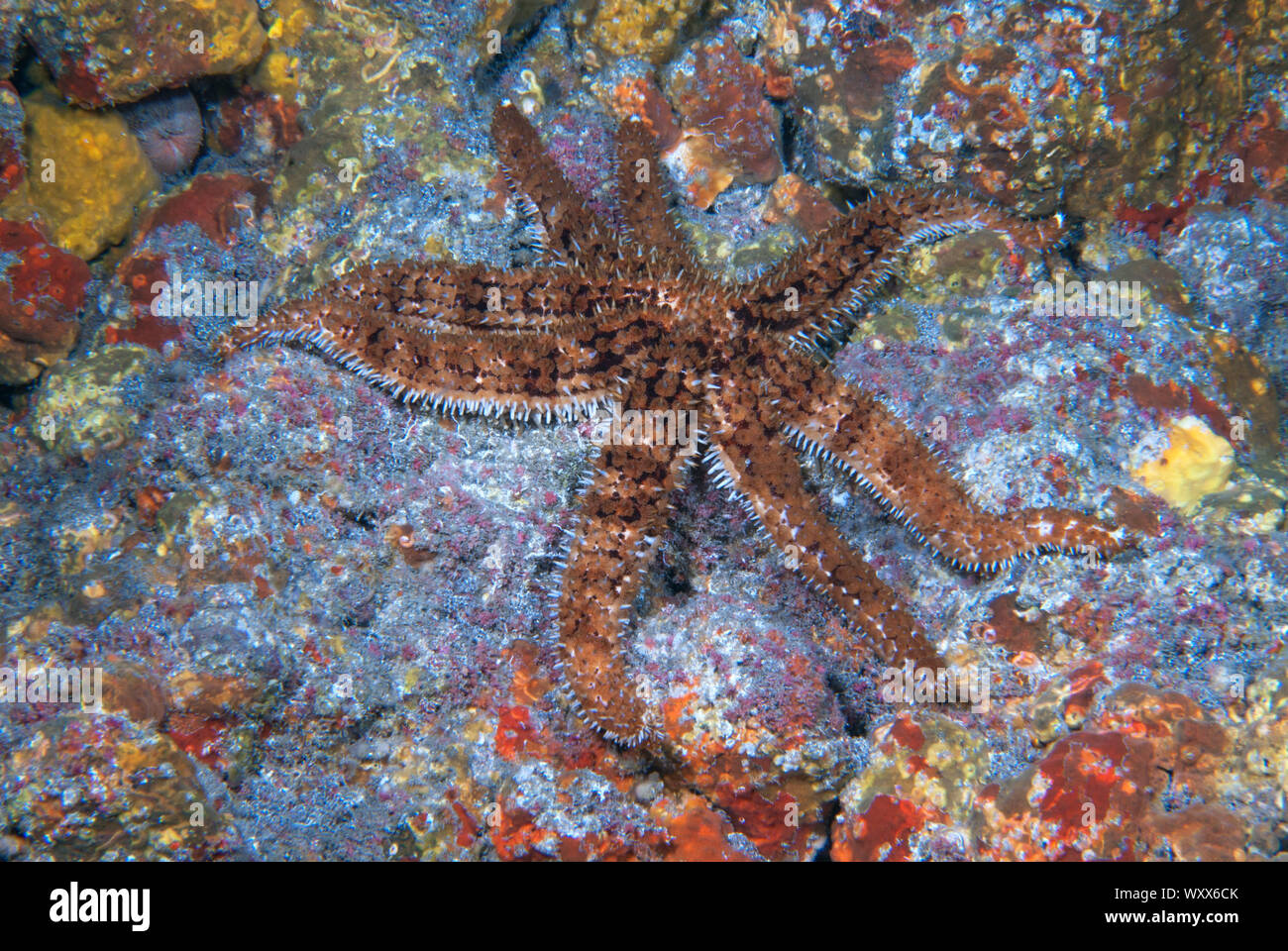 Blue starfish (Coscinasterias tenuispina). Marine invertebrates of the ...