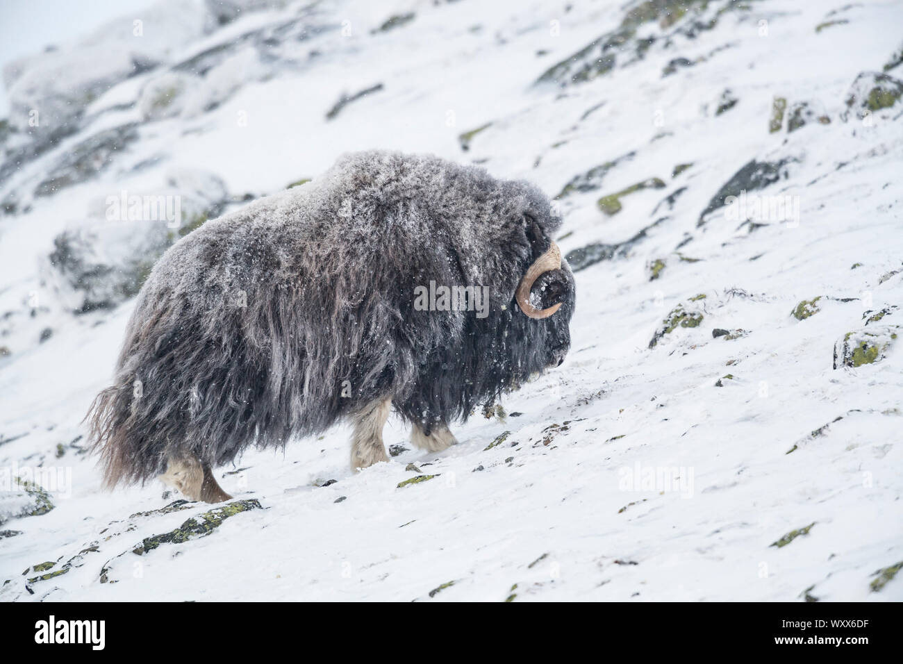Musk Ox (Ovibos moschatus), bull in winter, Dovrefjell-Sunndalsfjella ...