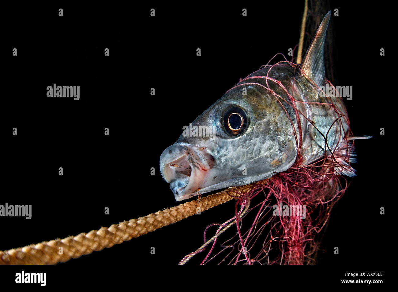 Fish in the net, Napoli, Italy, Tyrrhenian Sea Stock Photo - Alamy