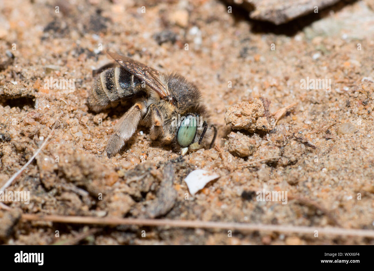 Amegilla High Resolution Stock Photography and Images - Alamy