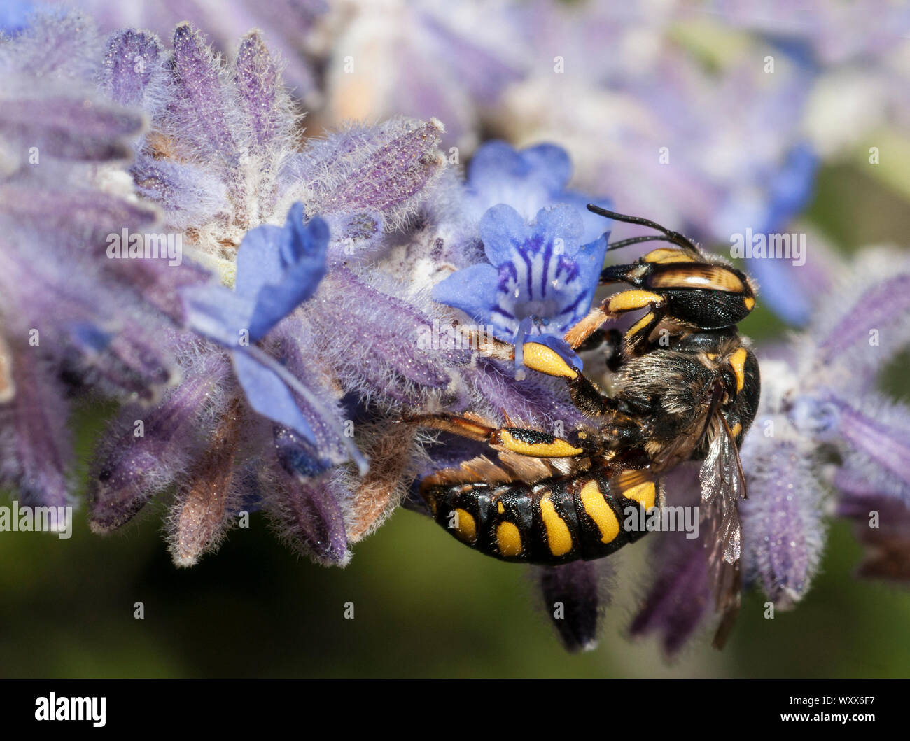 Potter Bee (Anthidium florentinum) foraging, Mont Ventoux, Provence ...