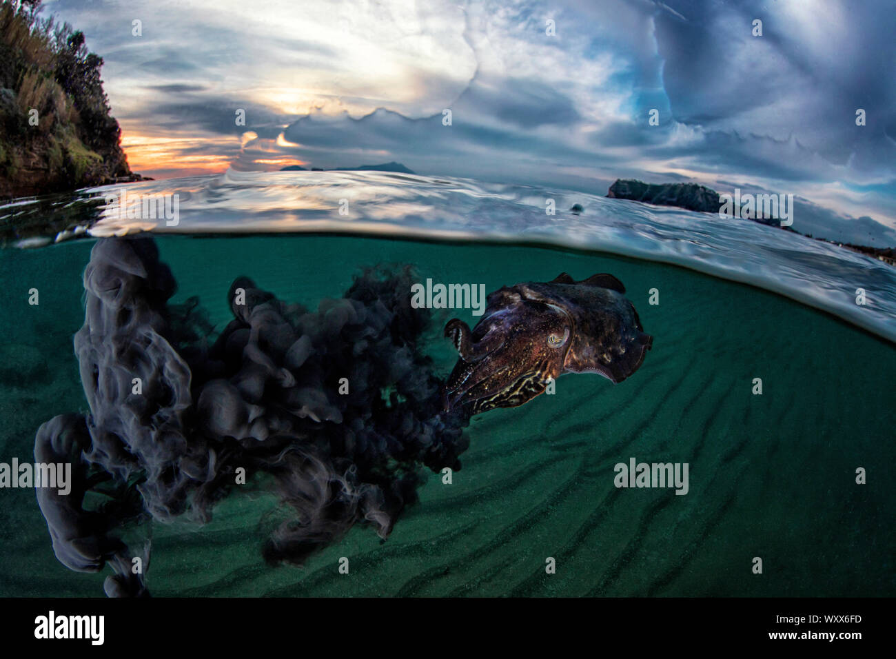Common Cuttlefish (Sepia officinalis) spitting ink under the surface at ...