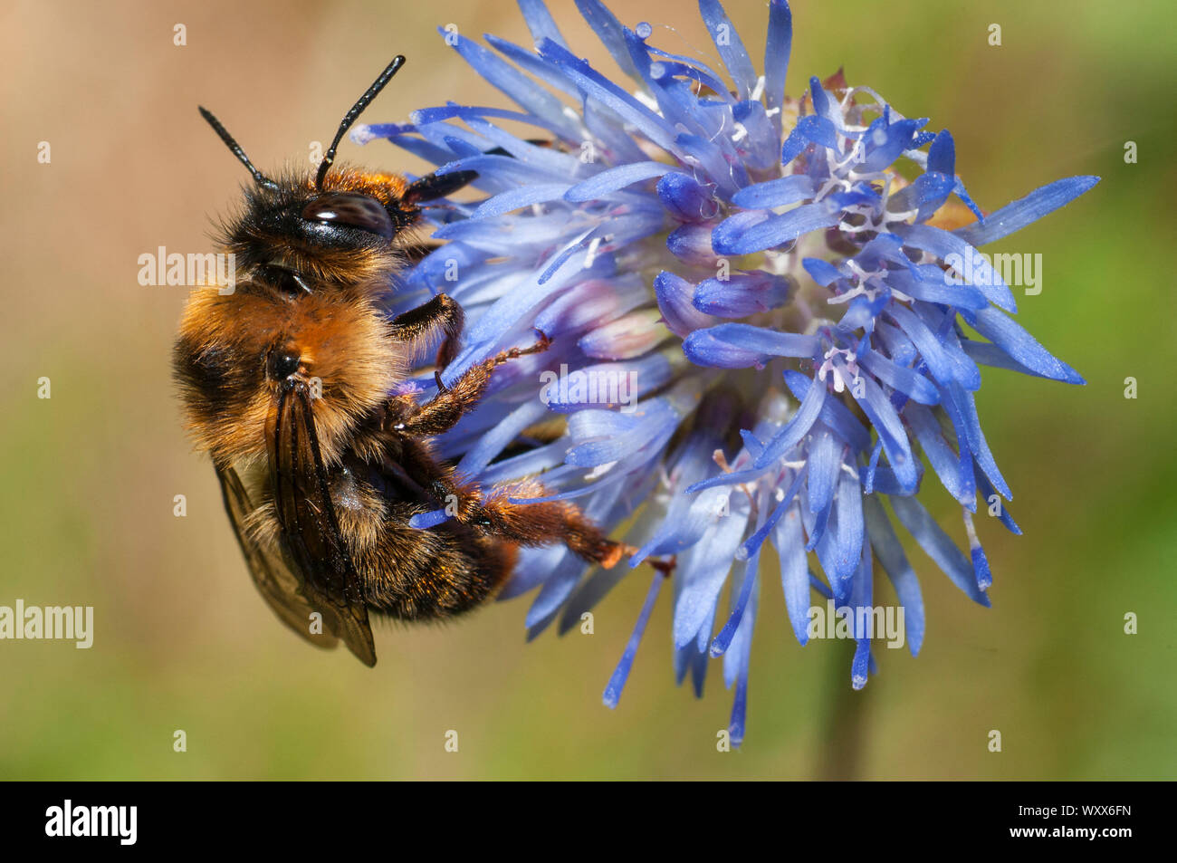 Fork-tailed Flower-bee (Anthophora furcata) on Sheep's-bit (Jasione ...