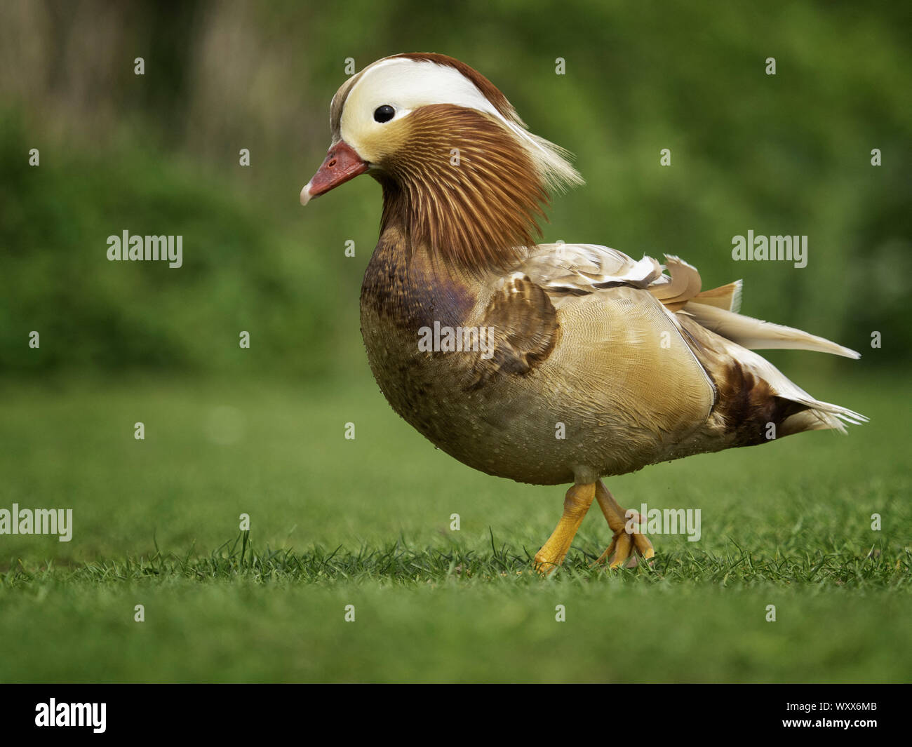 A Mandarin Duck (Aix galericulata) drake walking in the Peak District ...