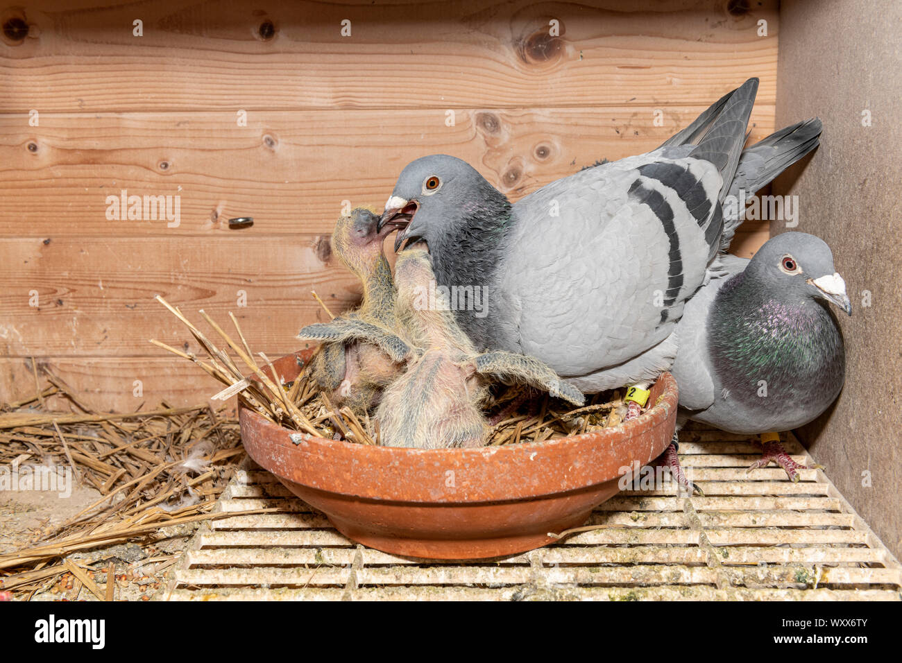 Female pigeon feeding her chicks, Pas-de-Calais, France Stock Photo - Alamy