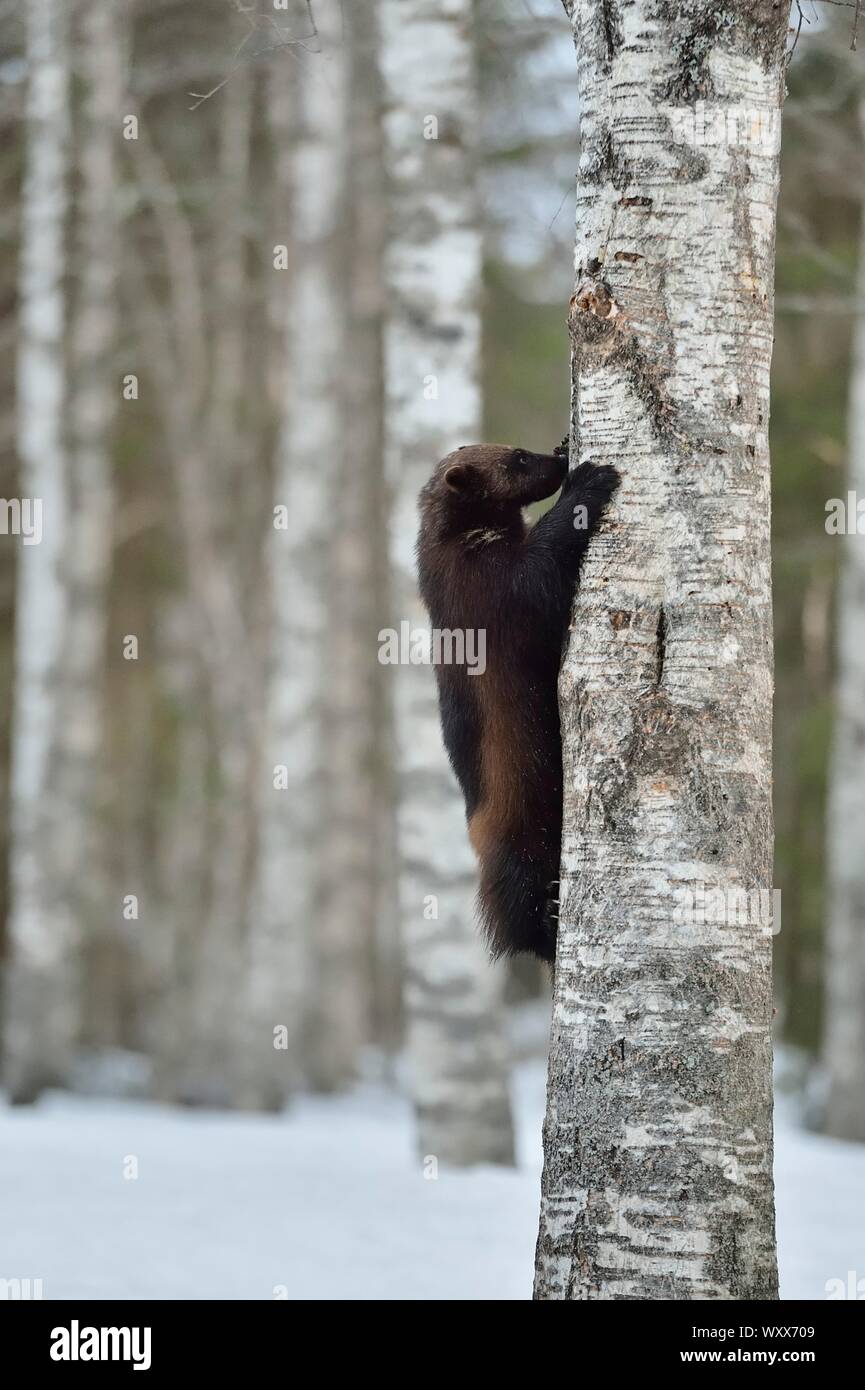 Wolverine climbing a tree hi-res stock photography and images - Alamy
