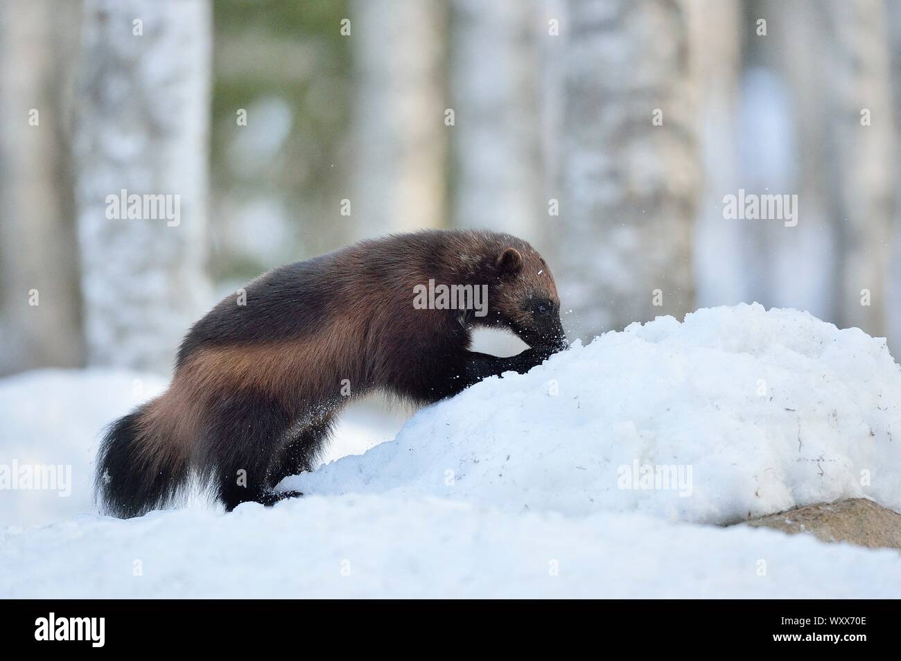 Wolverine (Gulo gulo) in the snow in the boreal forest, Finland Stock ...