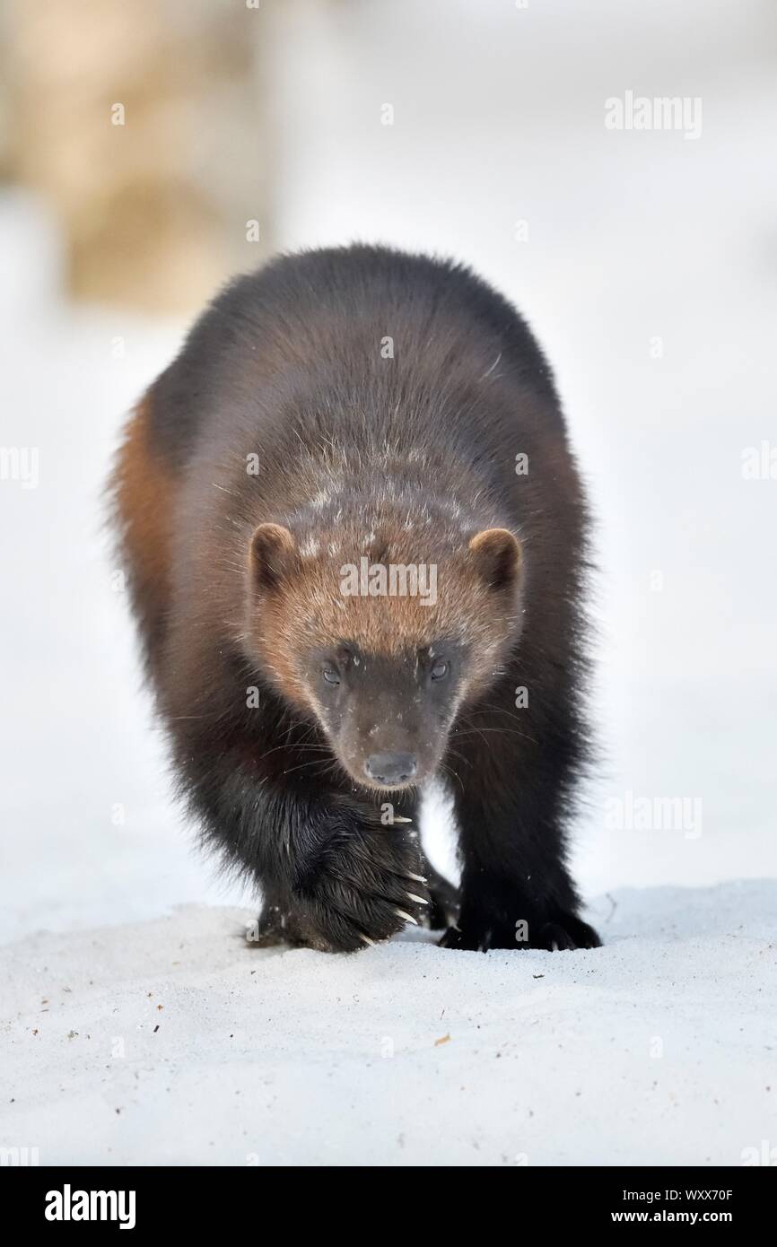 Wolverine (Gulo gulo) in the snow in the boreal forest, Finland Stock ...