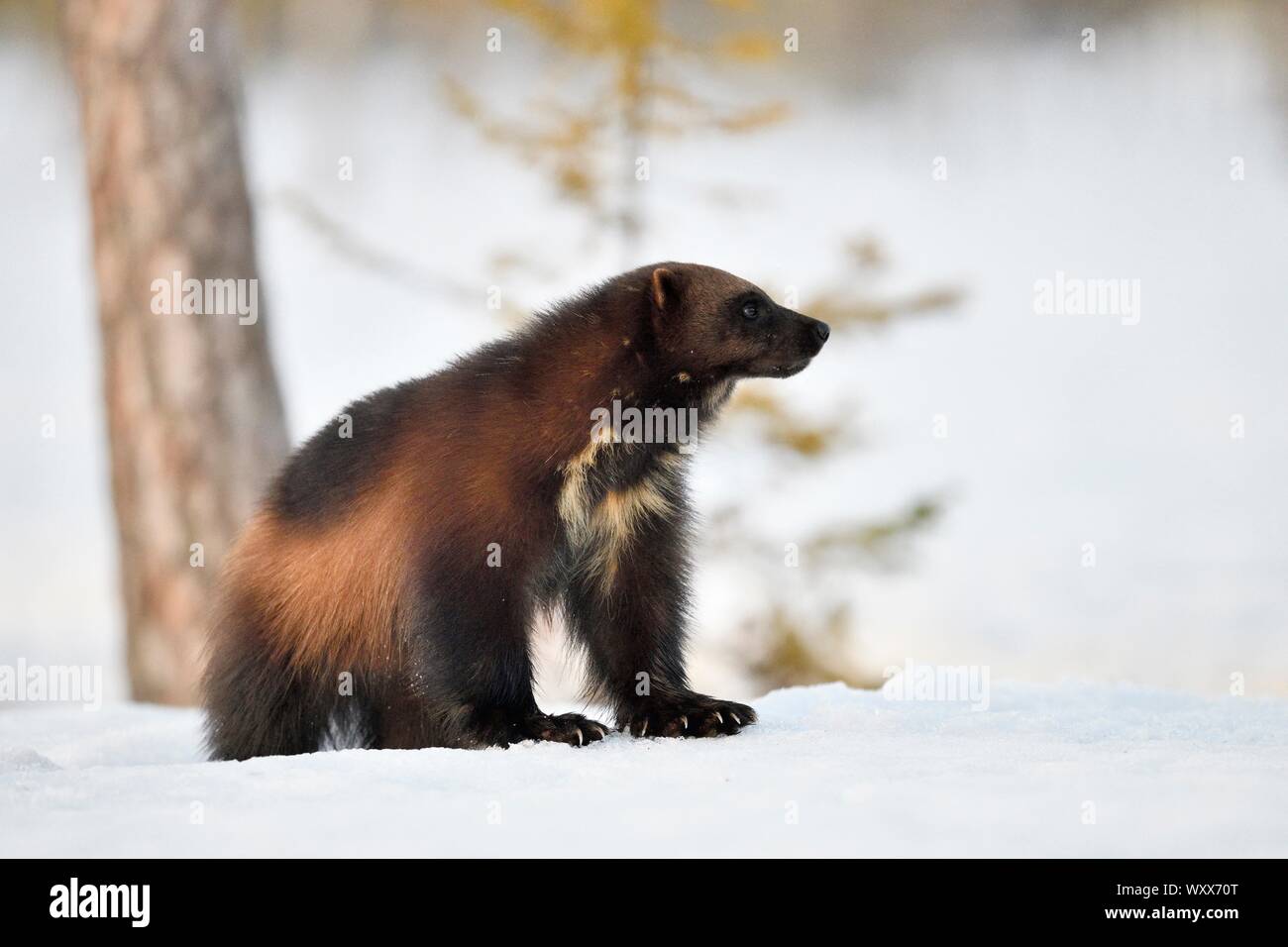 Wolverine (Gulo gulo) running in snow in the boreal forest, Finland ...