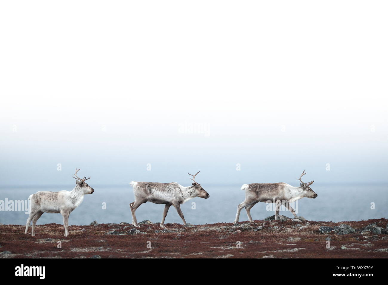 Indian reindeer hi-res stock photography and images - Alamy