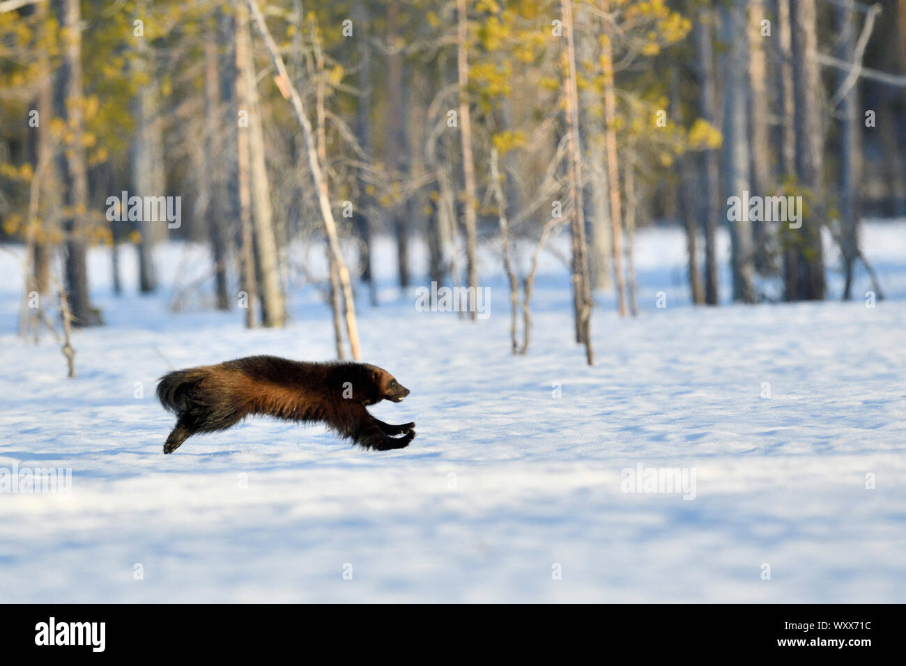 Wolverine (Gulo gulo) running in snow in the boreal forest, Finland ...