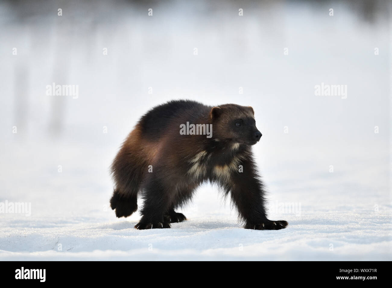 Wolverine (Gulo gulo) running in snow in the boreal forest, Finland ...