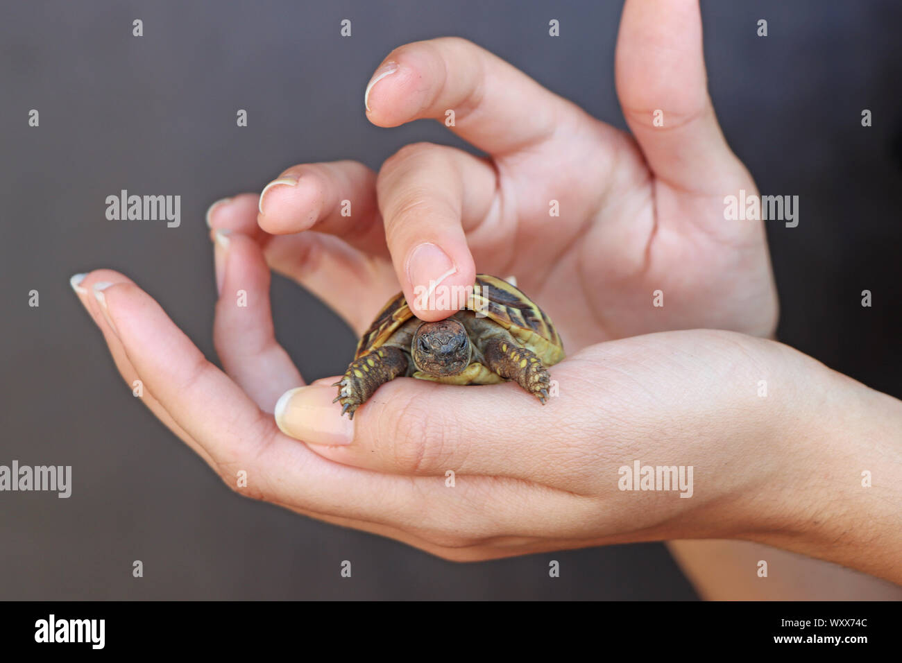 Hand holding turtle hi-res stock photography and images - Alamy