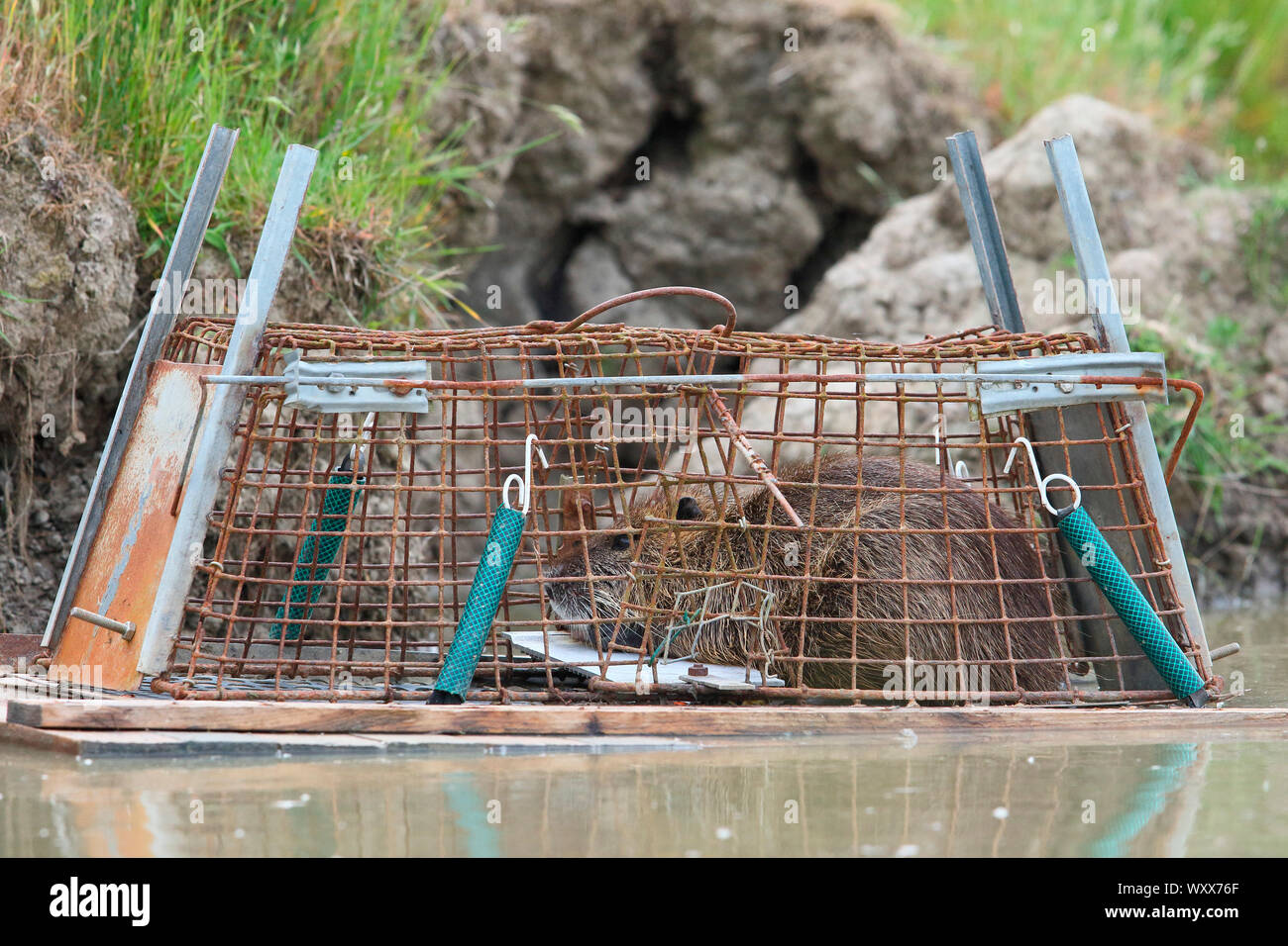 Trap with Coypu (Myocastor coypus) enclosing an adult, Vendee France ...