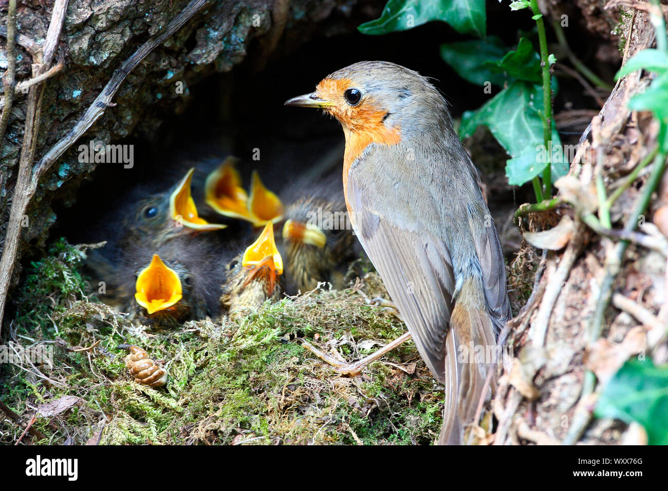 Open beaks hi-res stock photography and images - Alamy