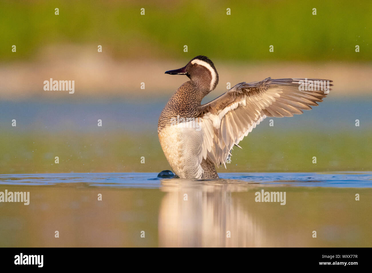 Garganey (Anas querquedula), side view of a drake flapping its wings ...