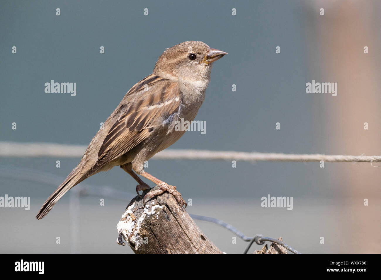 Italian Sparrow (Passer italiae), side view of an adult female perched ...