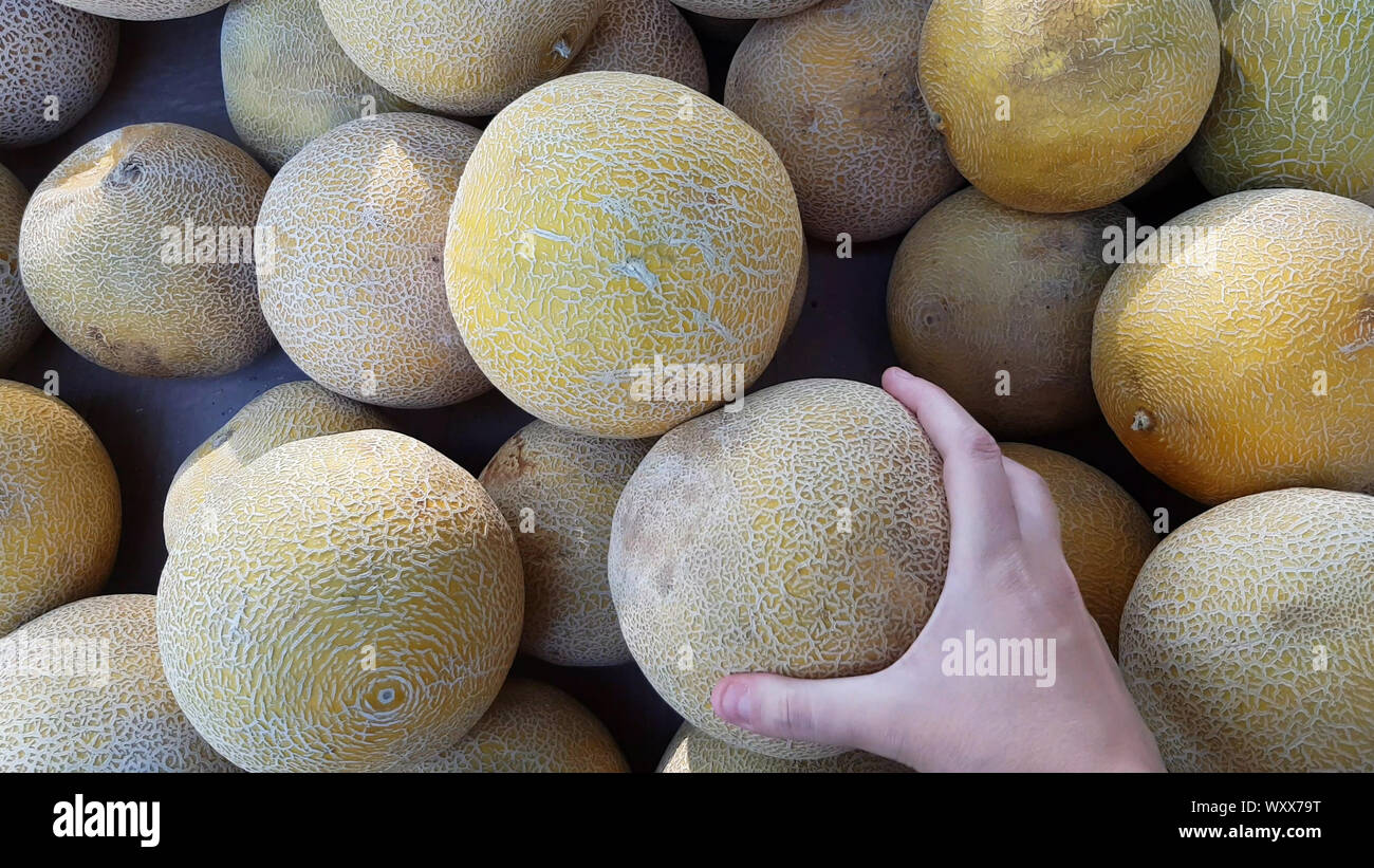 Woman hand picking a melon from a pile of melons Stock Photo - Alamy