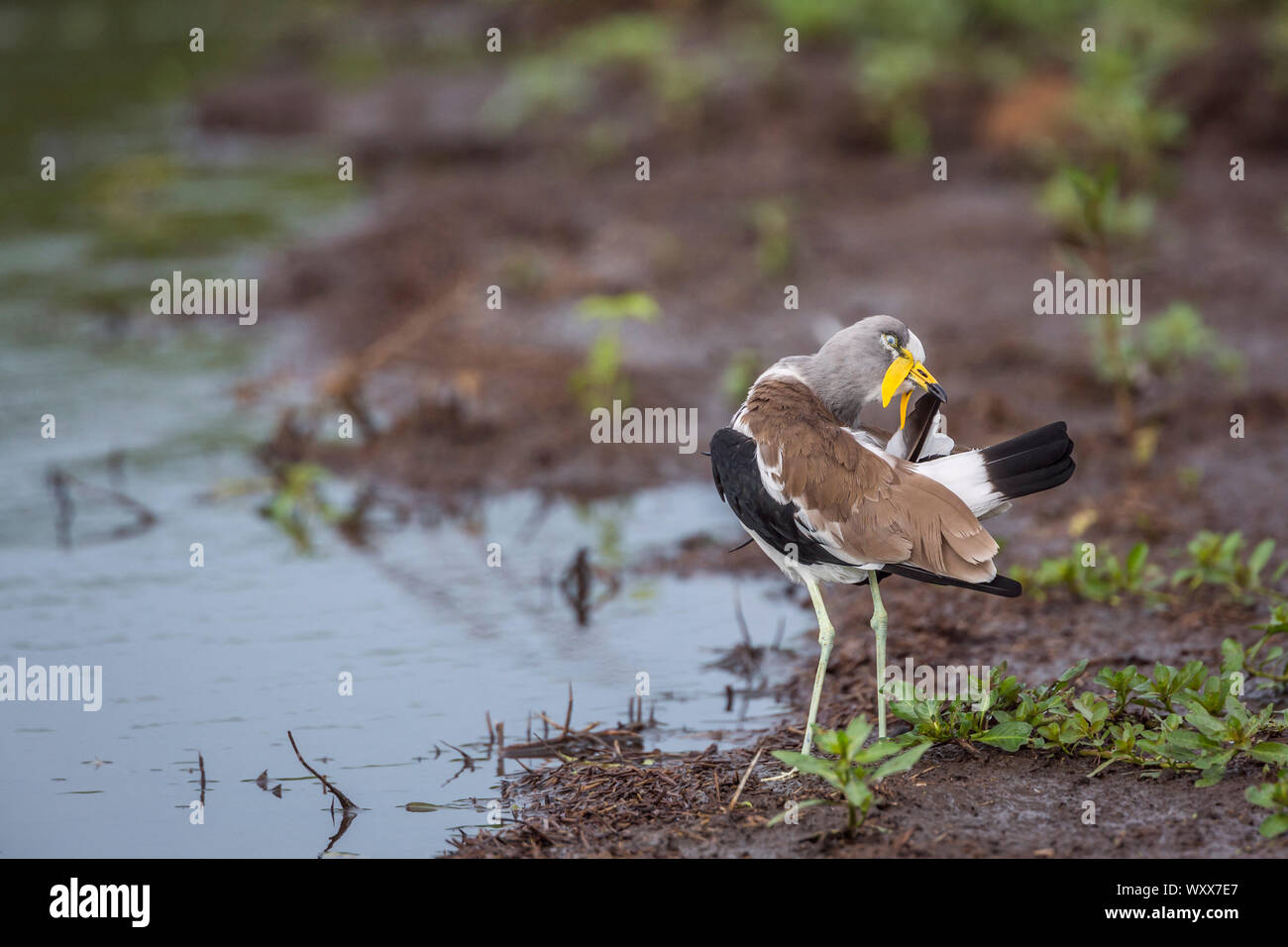 White headed Lapwing (Vanellus albiceps) grooming in Kruger National ...