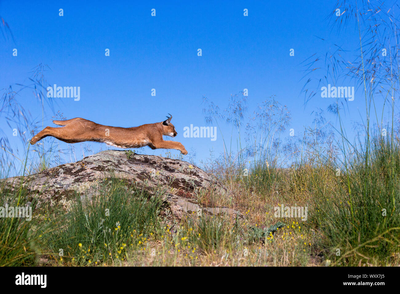 Caracal (Caracal caracal) , Occurs in Africa and Asia, Adult animal ...