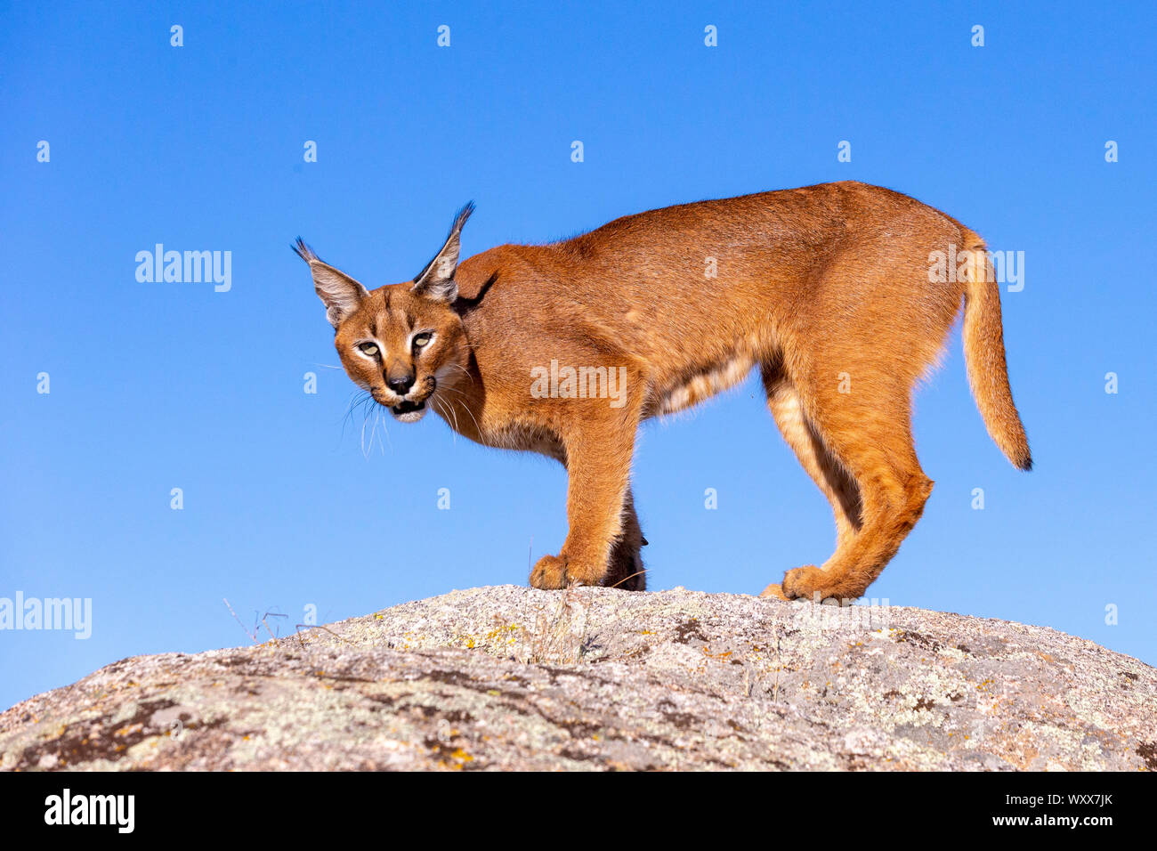 Caracal (Caracal caracal) , Occurs in Africa and Asia, Adult animal ...