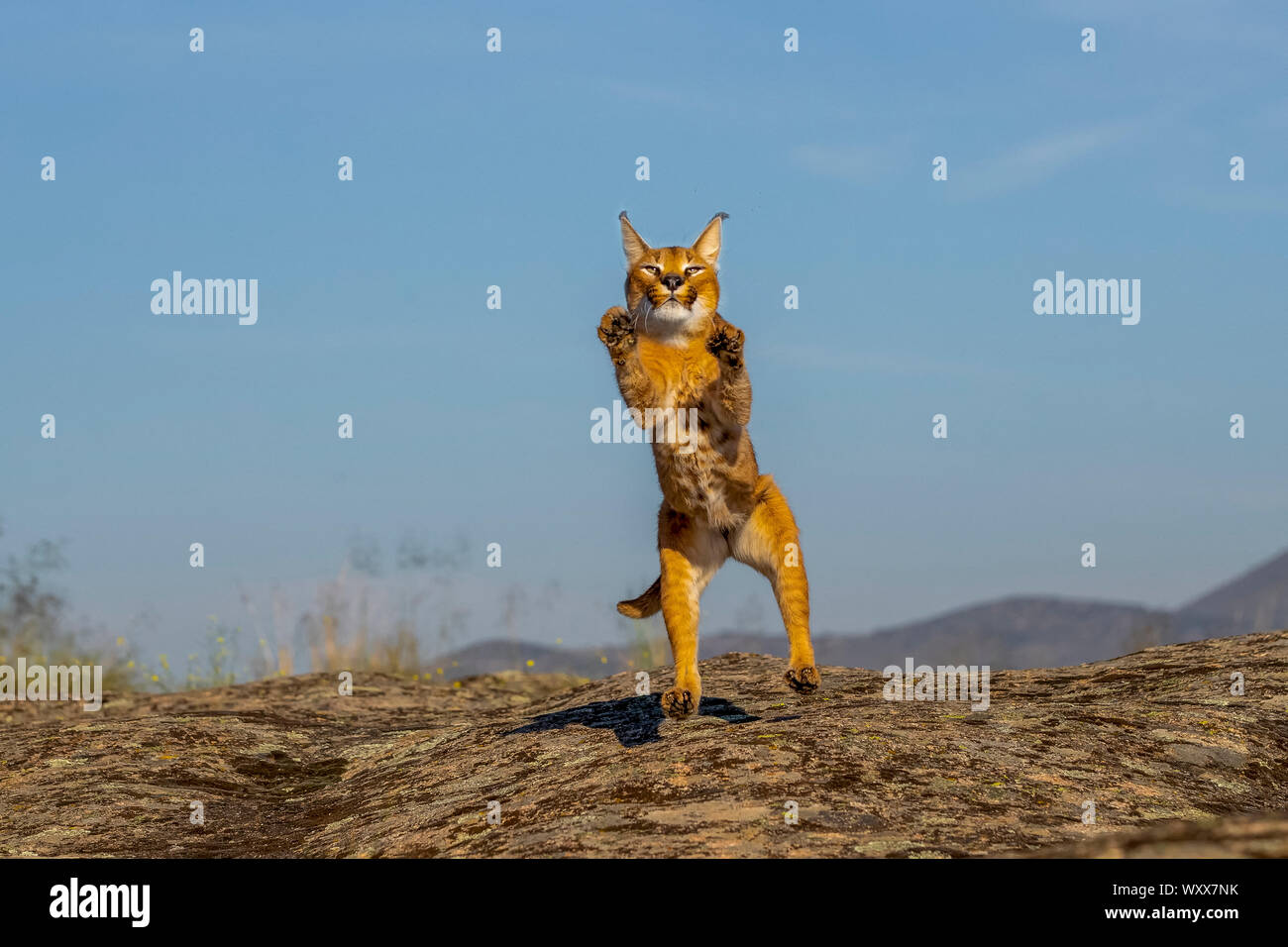 Caracal Jumping For Bird