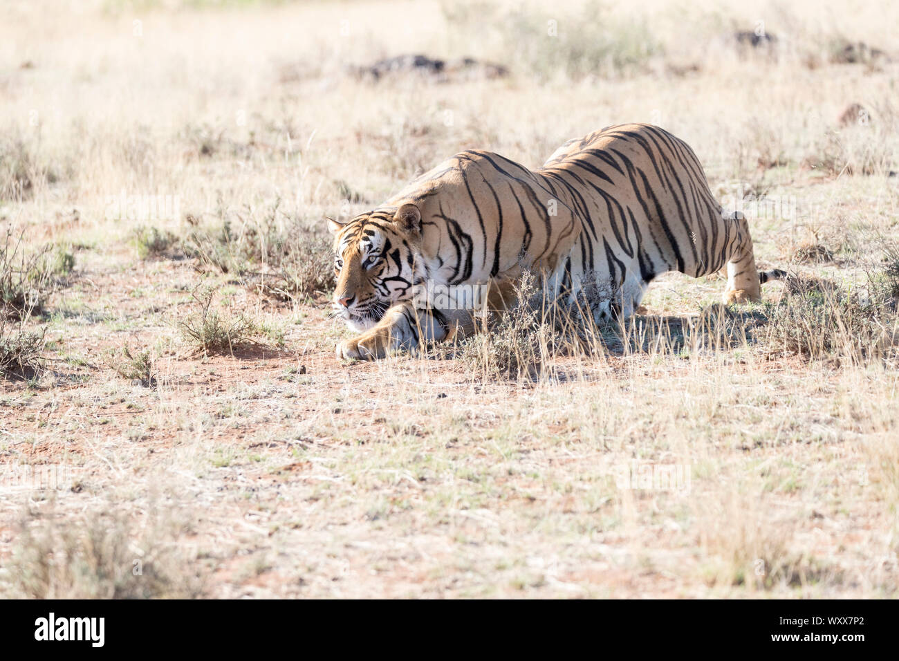 Asian (Bengal) Tiger (Panthera tigris tigris), adult stalking, looking ...