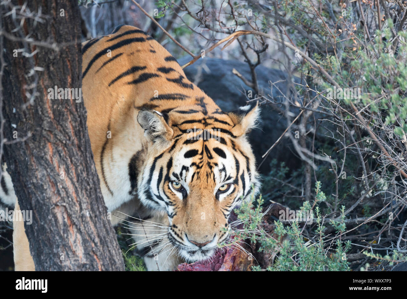 Eat glance hi-res stock photography and images - Alamy