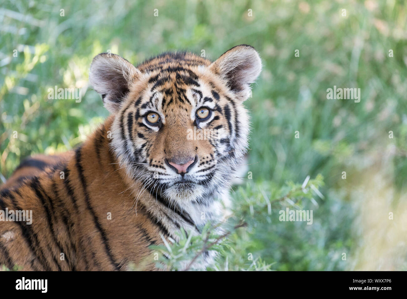 Asian (Bengal) Tiger (Panthera tigris tigris), resting, Private reserve, South Africa Stock ...